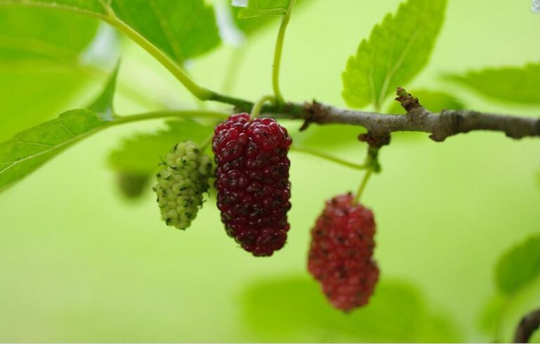 Maulbeeren pflanzen, pflegen & ernten: Der ultimative Ratgeber